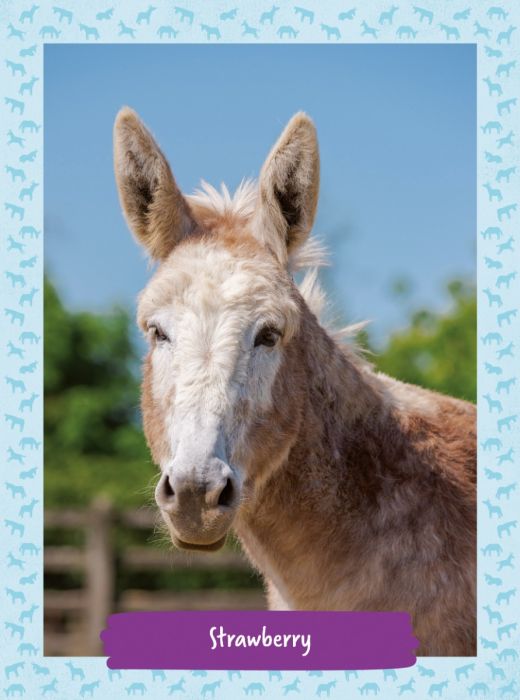 Starwberry Portrait's | The Donkey Sanctuary Shop