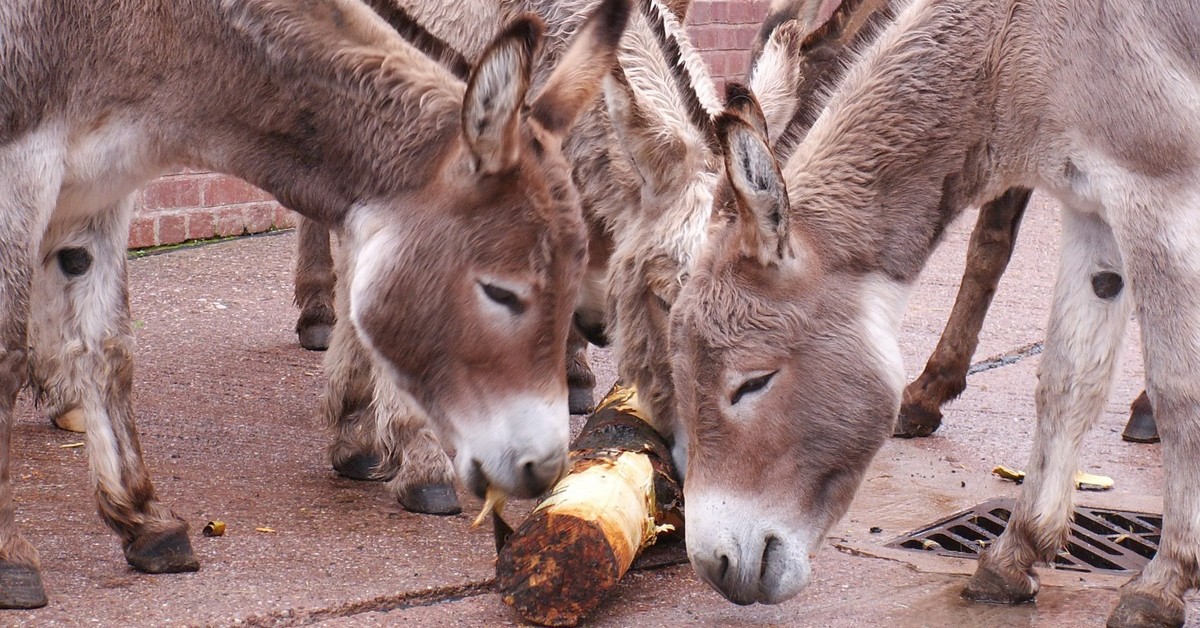 Donkeys Work Logging
